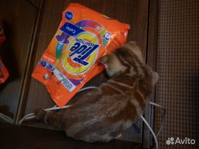 Шоколадный вислоухий мраморный котёнок