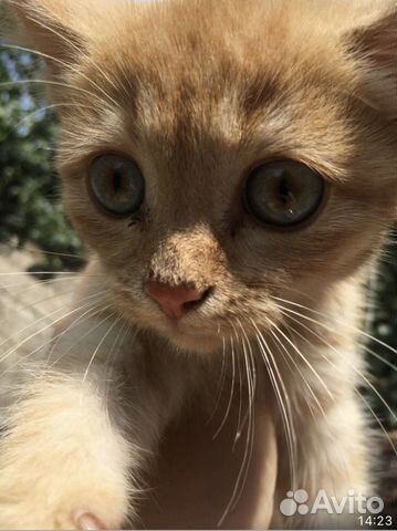 Котеннок