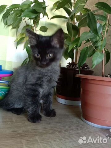 Котёнок