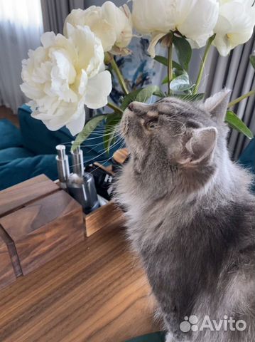 Нежнейшая умница кошка в дар