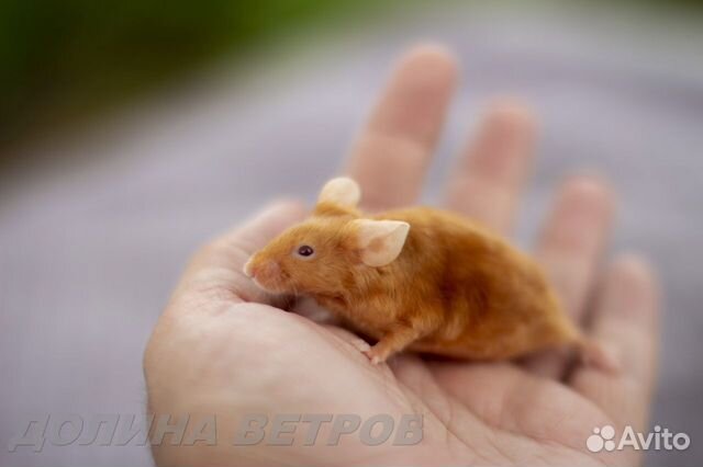 Декоративная мышь сатин рекс самка