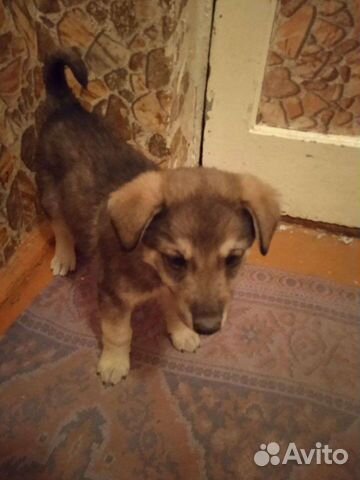 Собаки бесплатно в добрые руки