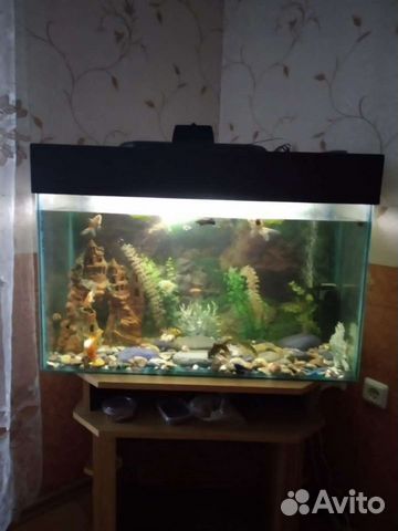 Аквариум со всем содержимым