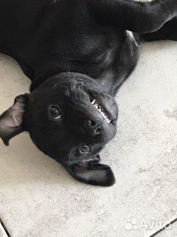 Продаются щенки стаффордширский бультерьер