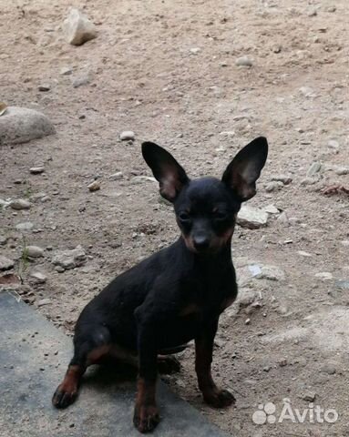 Мальчишка русский той