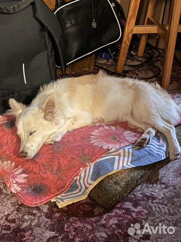 Отдам собачку в добрые руки