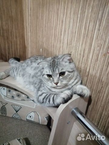 Шотландская вислоухая кошка