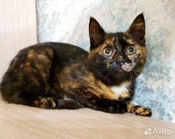 Кошечка-черепашка, 3 месяца