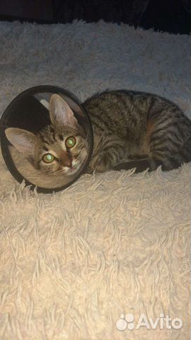 Кошка