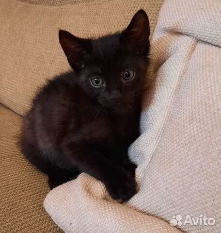 Отдам задорного котенка в добрые руки