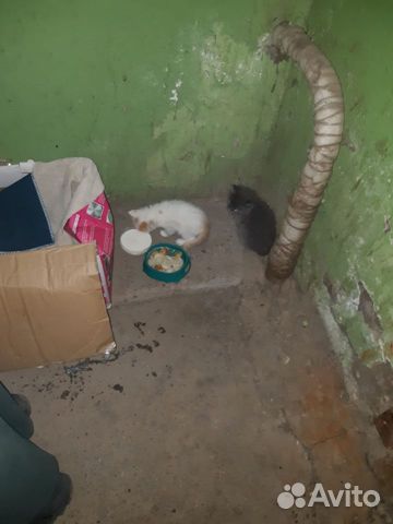 SOS Подкинули в подъезд котят