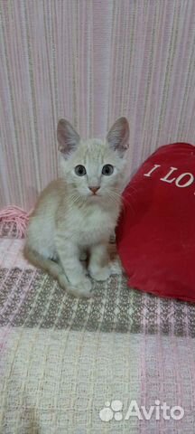 Котёнок бесплатно