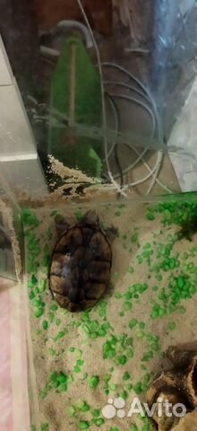 Черепаха мускусная и все необходимое для содержани