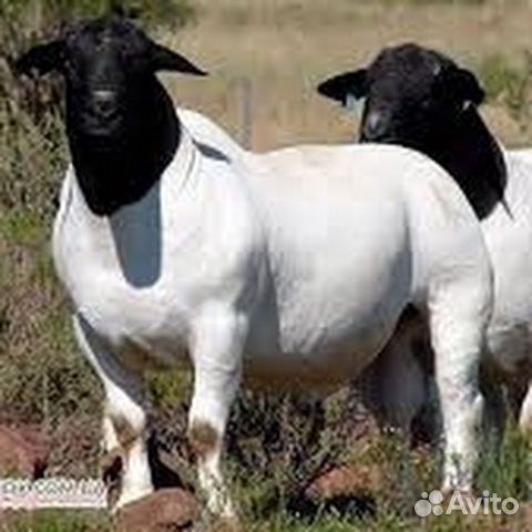 Продаю овец