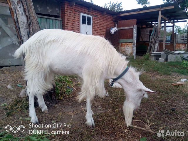 Продается козел и две козы, козы не доятся,за трои