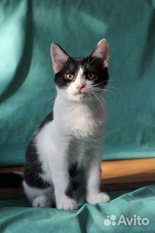 Супер-ласкуша кот