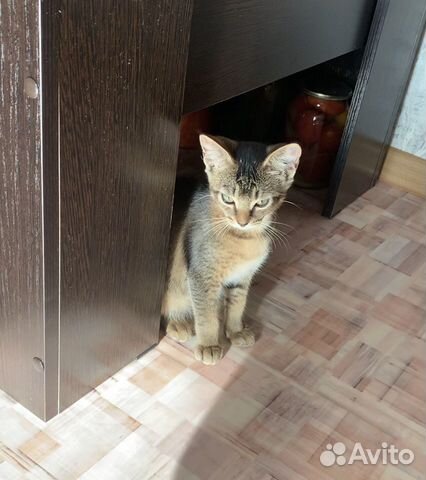 Абиссинская