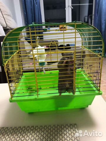 Продам хомяка сирийского с маленькой клеткой