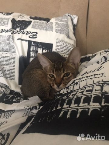 Абиссинская