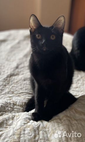 Котенок- подросток в добрые руки бесплатно