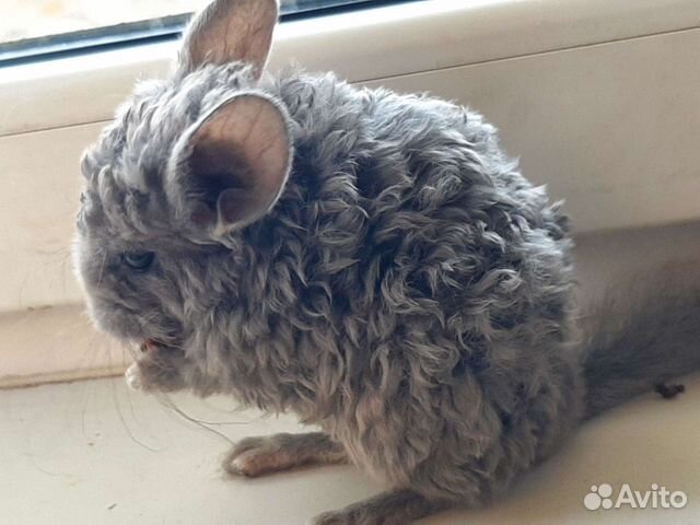 Продажа шиншиллы