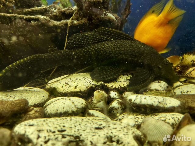 Рыба сом парчовый