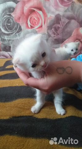 Шотландские котята котик веслоухий, кошка премоуха