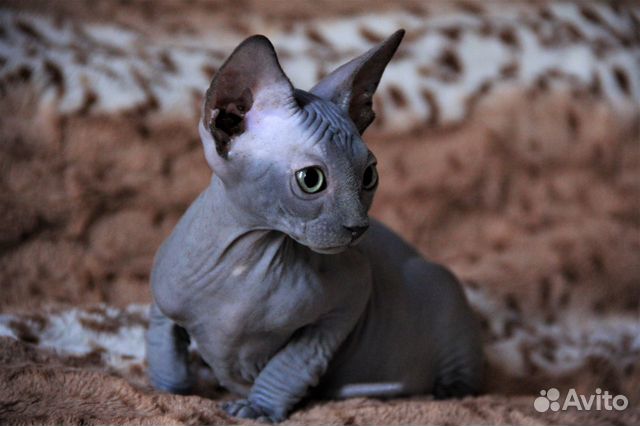 Кошечка голубой солид.2.5 мес