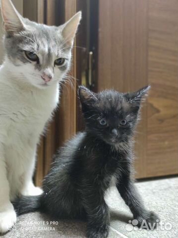 Черный котенок