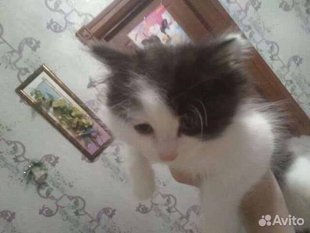 Черно-белое счастье