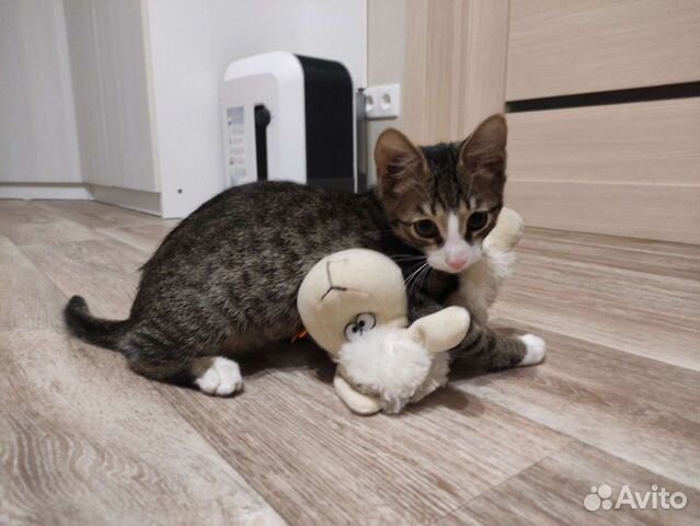 Кошка в дар