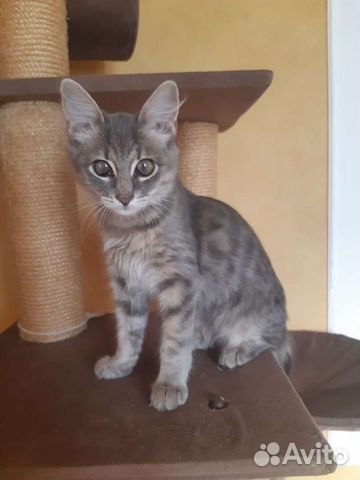 Котёнок Ксюша, ищем хороших хозяев