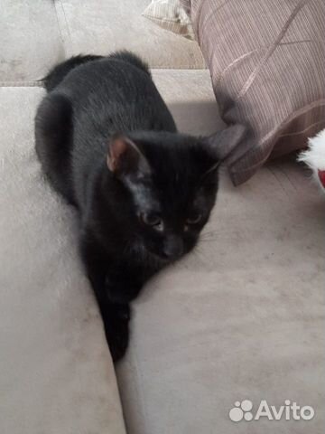 Девчонка ищет дом