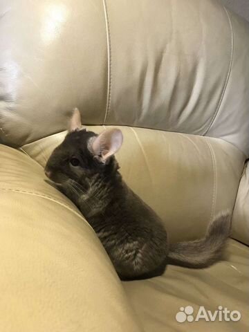 Продам девочку шиншиллу