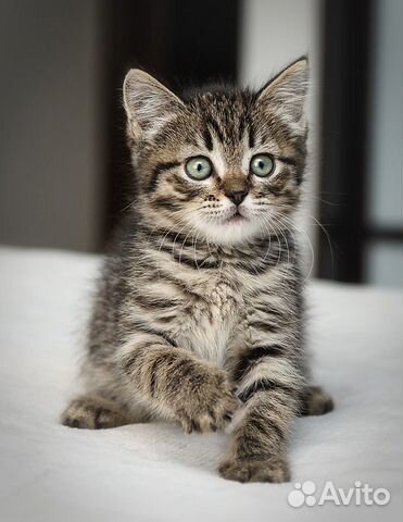 Пуся номер два), нежнейшая красоточка