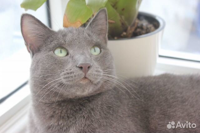 Кот в добрые руки