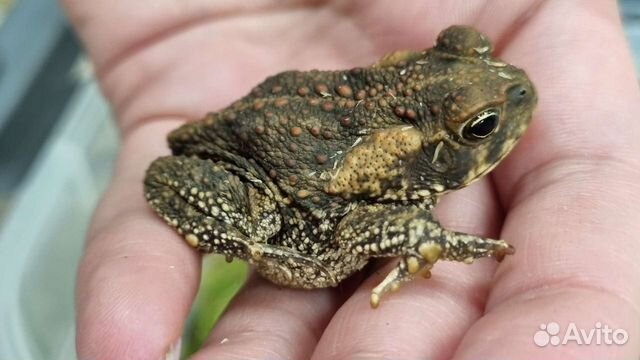 Жаба-ага(Rhinella marina)