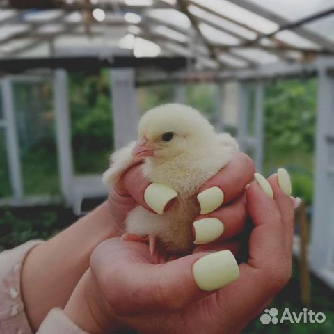 Цыплята суточные