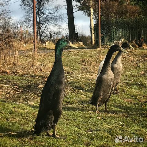 Утки породы Индийский бегунок