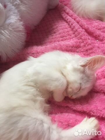 Котята турецкой ангоры