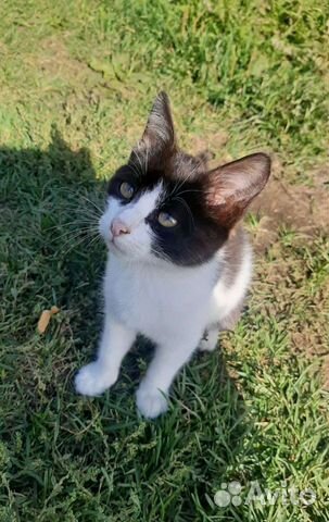 Котенок ищет дом