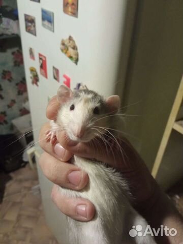 Крыса дамбо бесплатно