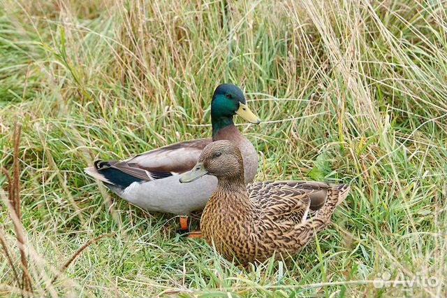 Утки подсадные (семья)