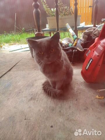 Кот подросток британец мальчик