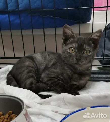 Котенок София окраса черный дым ищет семью