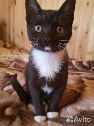 Котенок шоколадного цвета