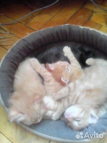 Отдам котят хорошим людям
