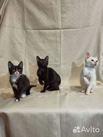Братцы котики