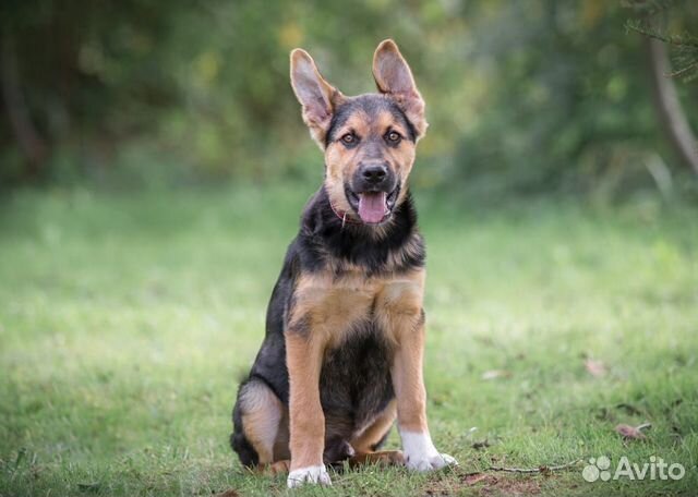 Собака в добрые руки щенок