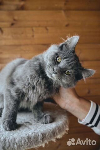 Котенок Тихон в дар 2.5 мес